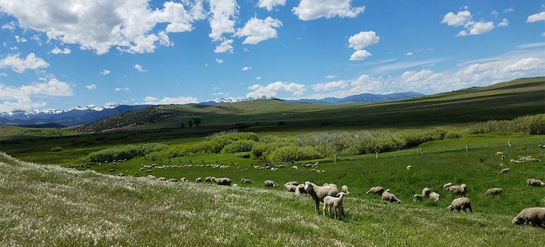 Department of Animal & Range Sciences - Montana State University ...